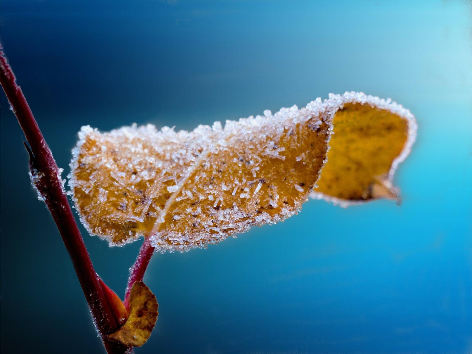 Frosty start to the year: Temperatures could drop to minus 20 degrees ...