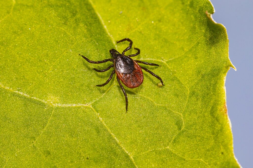 New tick virus on the rise in Europe - Austrian News