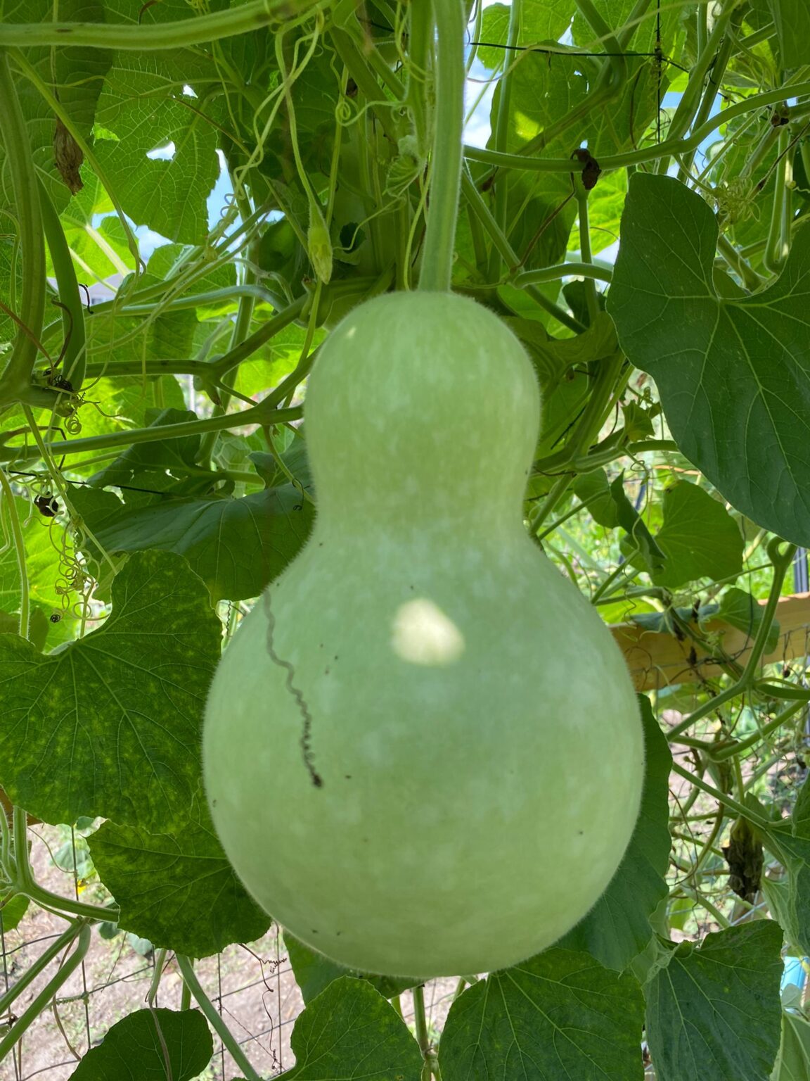 7 Health Benefits of the Bottle Gourd or 'Upo" - Austrian News