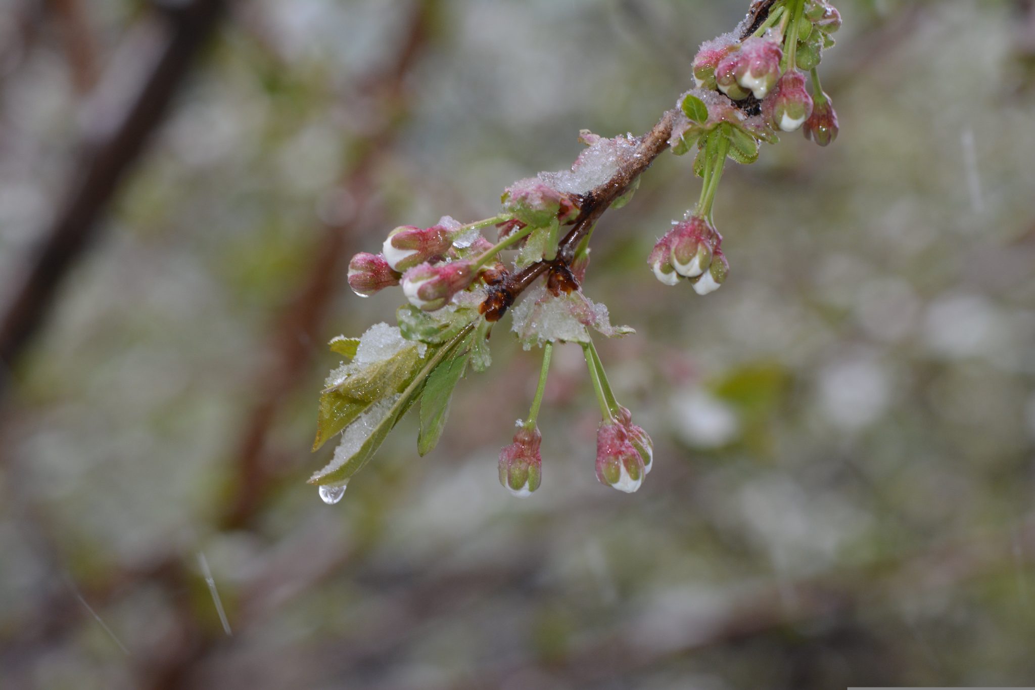 Eisheilige 2026: Will Frost and Cold Return Before Summer? - Austrian News
